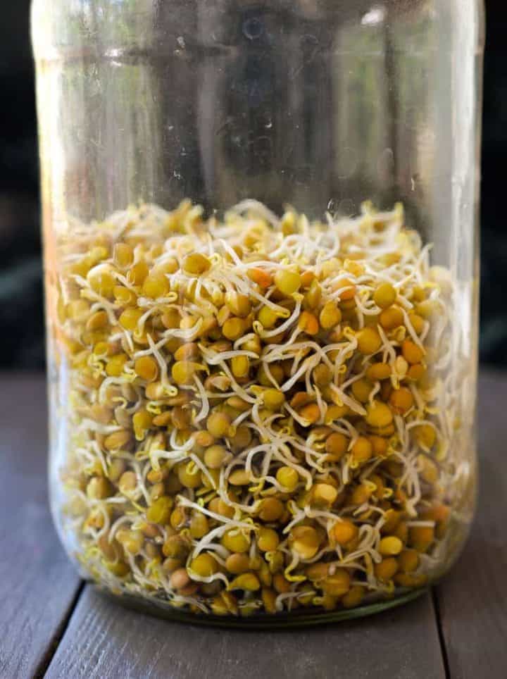 How to Sprout Lentils - The Stingy Vegan